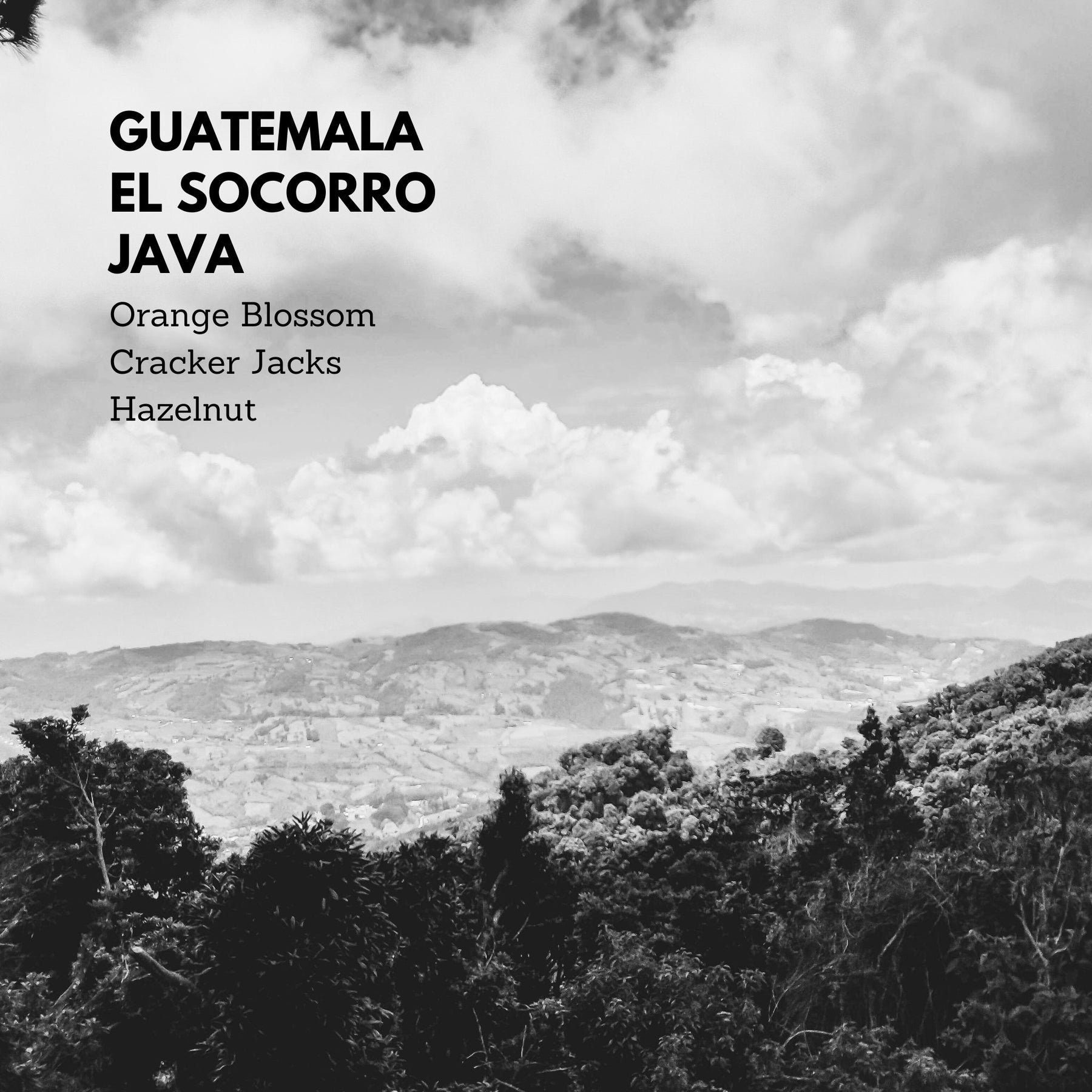 Buy Rare Coffee Beans Online – My Friend's Coffee